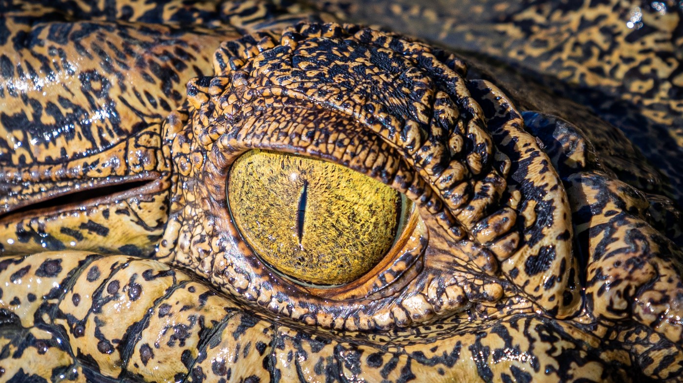 Adelaide River Cruises | Adelaide River Jumping Crocs Tour